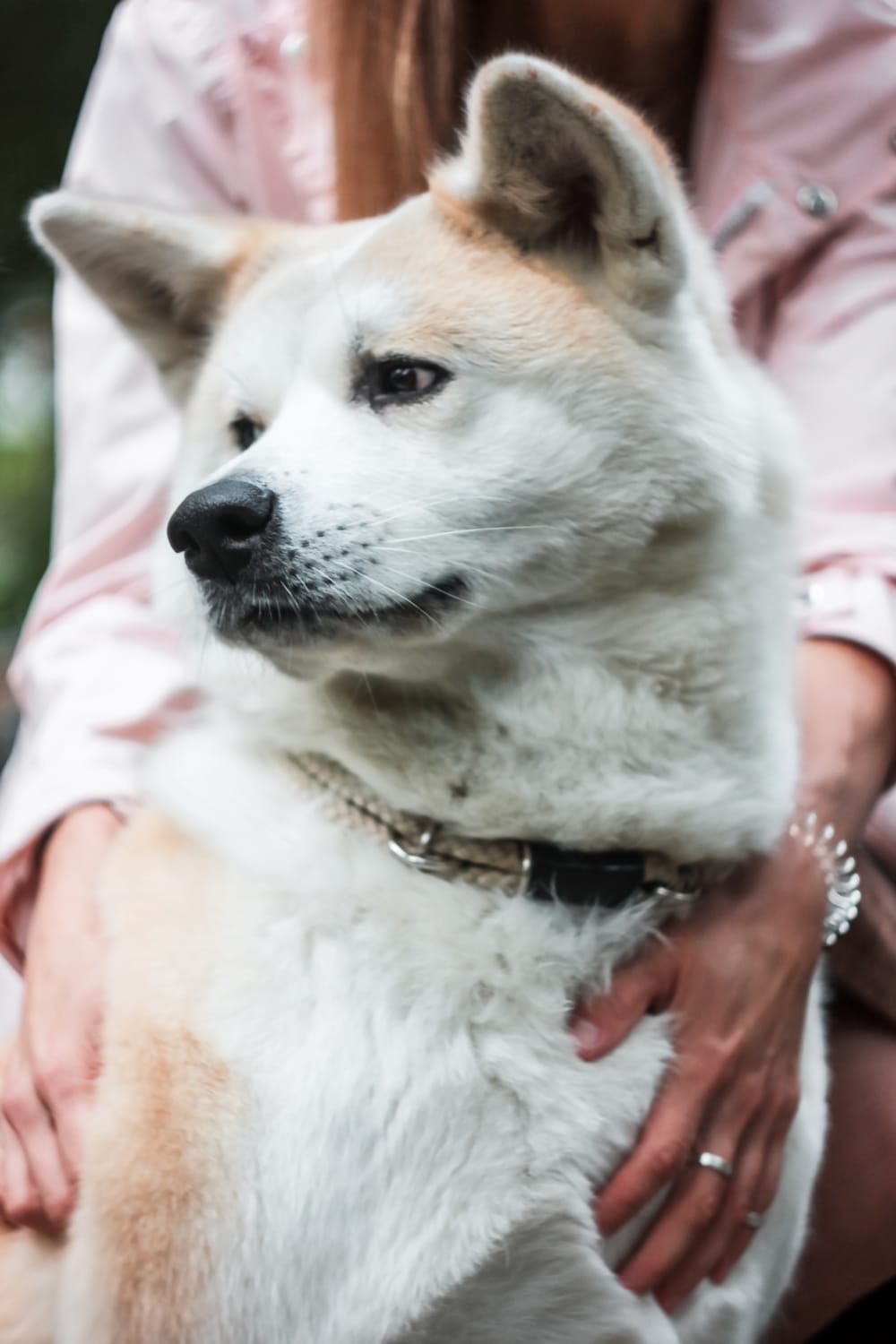 Akita Names: Choose the Perfect Name for Your Akita!