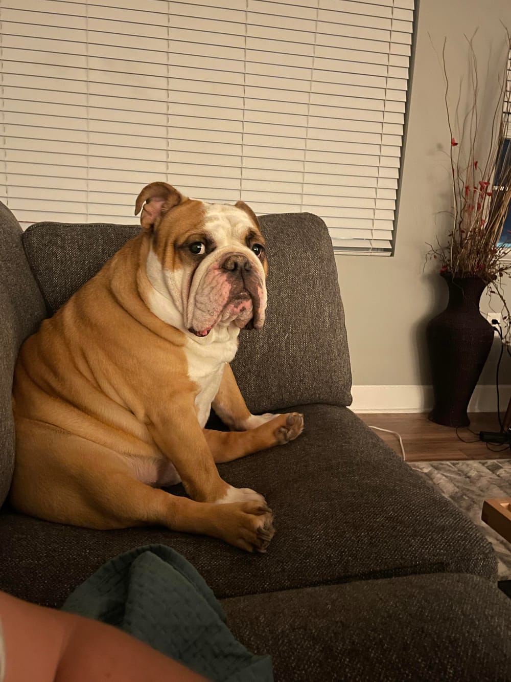 Dog Sitting Like Human: A Surprising and Adorable Behavior!
