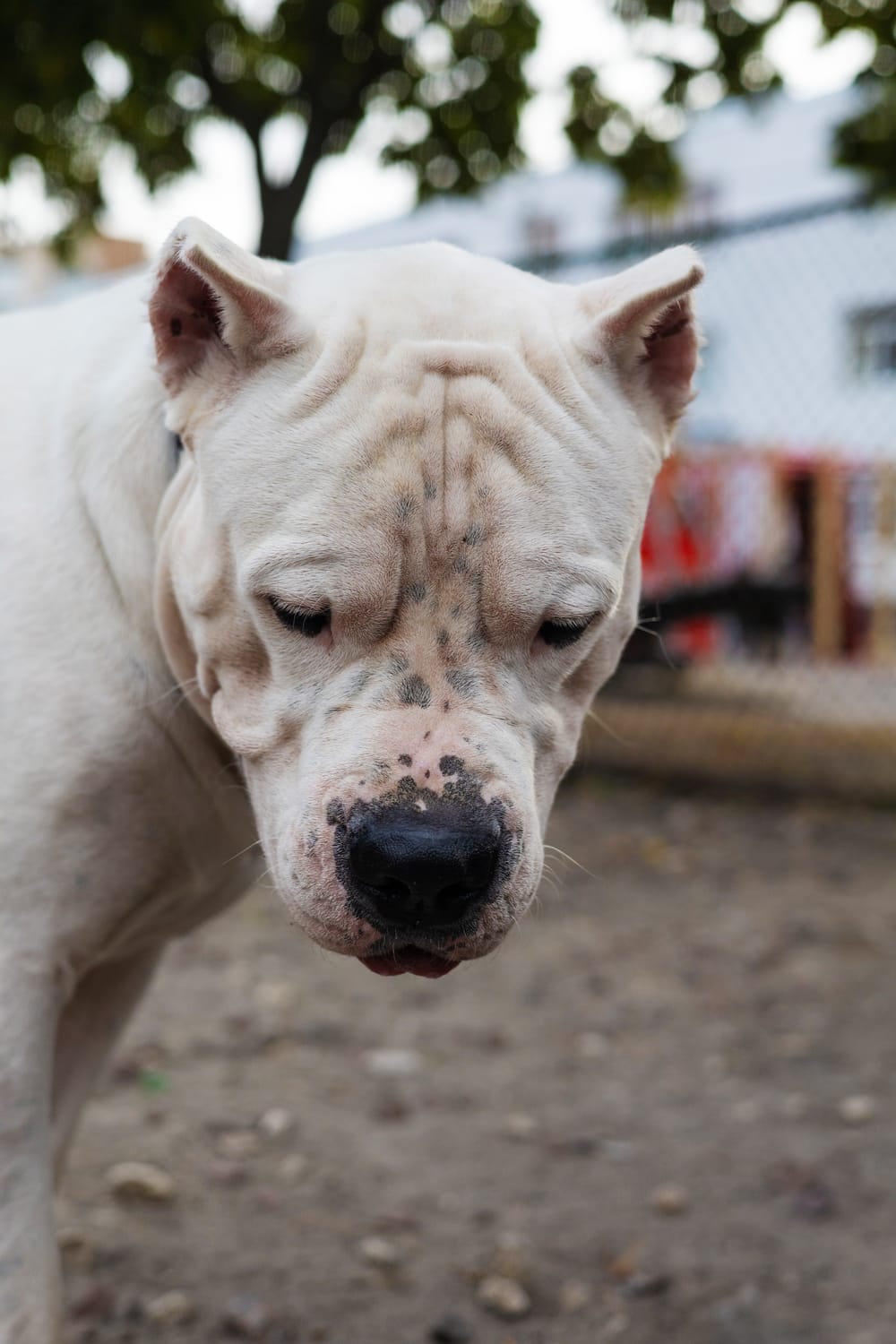 Pitbull Skin Issues: Causes, Symptoms, and Treatment!