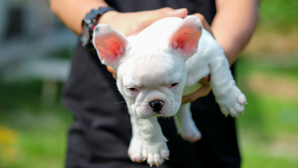 Micro Bully vs Pocket Bully: Key Differences Explained