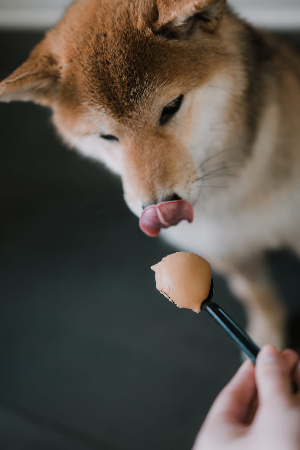 Can Dogs Eat Egg Shells? Facts on Canine Diets