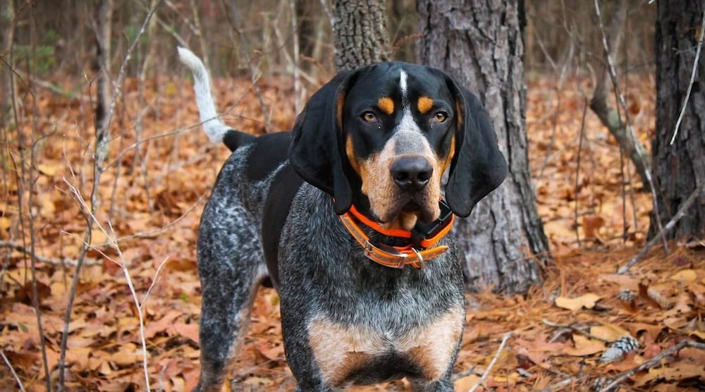 Barking Blues: The Vocal World of Bluetick Coonhounds