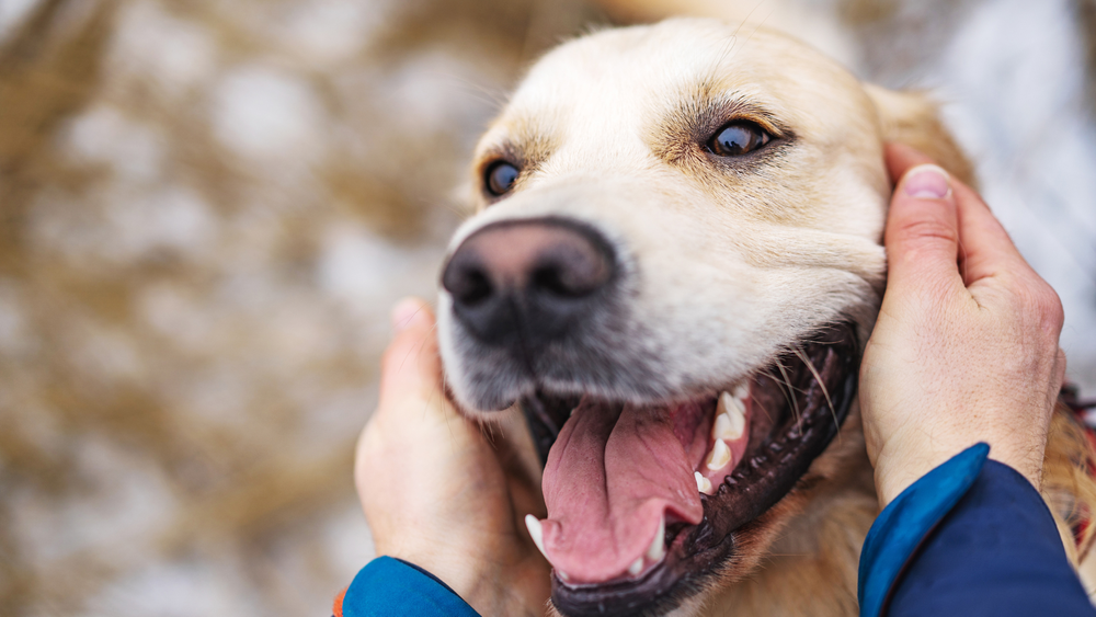 5 Heartwarming Dog Rescues | Stories of Canine Heroes