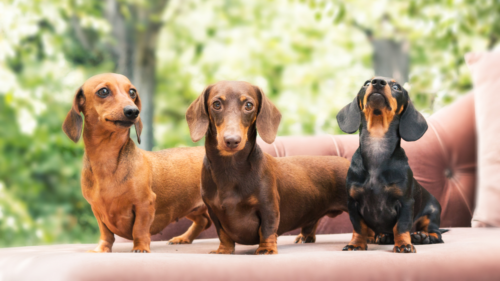 Discover Calmest Dachshunds | Which Type Is Most Relaxed?