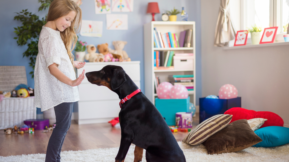 Create a Safe Interaction Space for Dogs and Young Children!