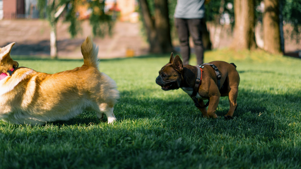 Dog Park Etiquette: Discover the Dos and Don'ts!