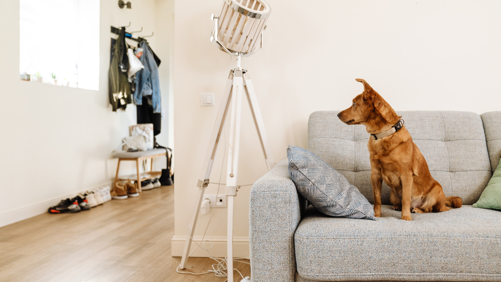 How to Dog-Proof Your Home: A Complete Safety Guide