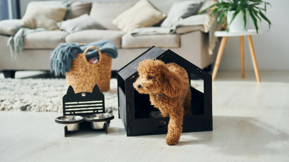 Innovative Dog Bed and Crate Ideas: Explore DIY Options!