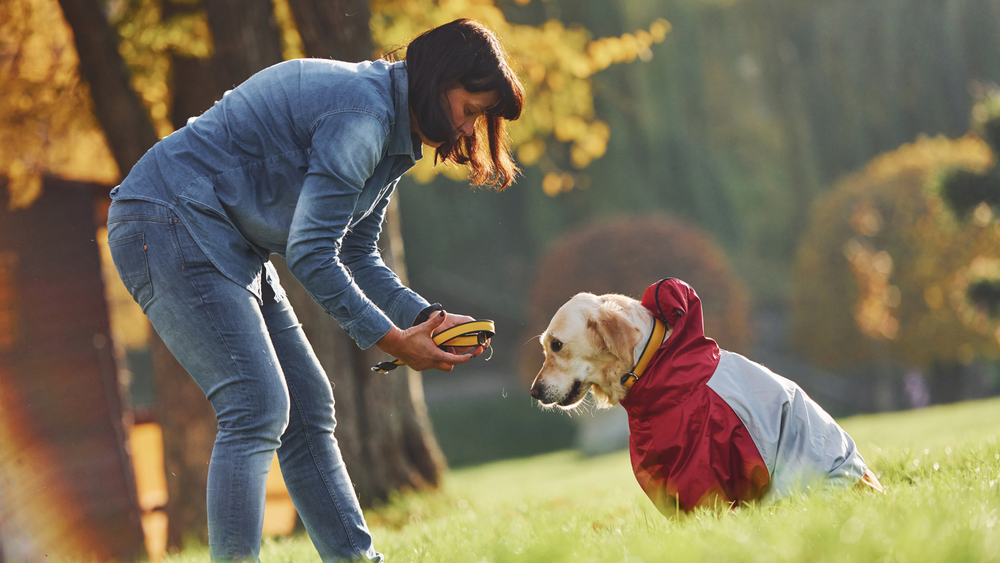 Safe and Fun Outdoor Activities for Dogs in Suburban Areas!