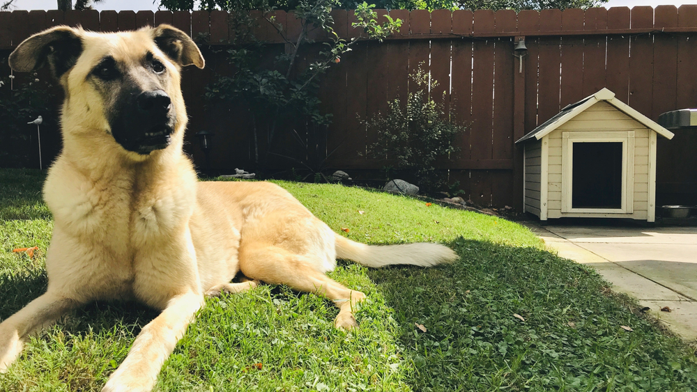 Creating the Perfect Backyard Oasis for Your Dog: Explore!