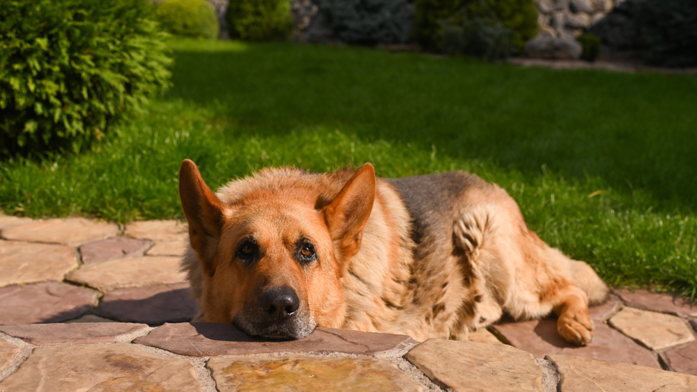Creating the Perfect Backyard Oasis for Your Dog: Explore!