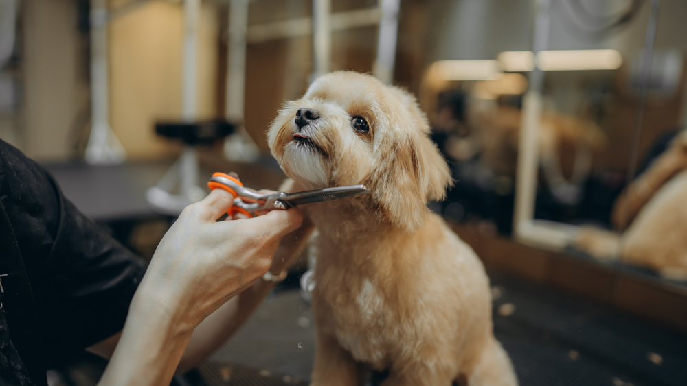 The Importance of Regular Grooming for Urban Dogs: Discover!