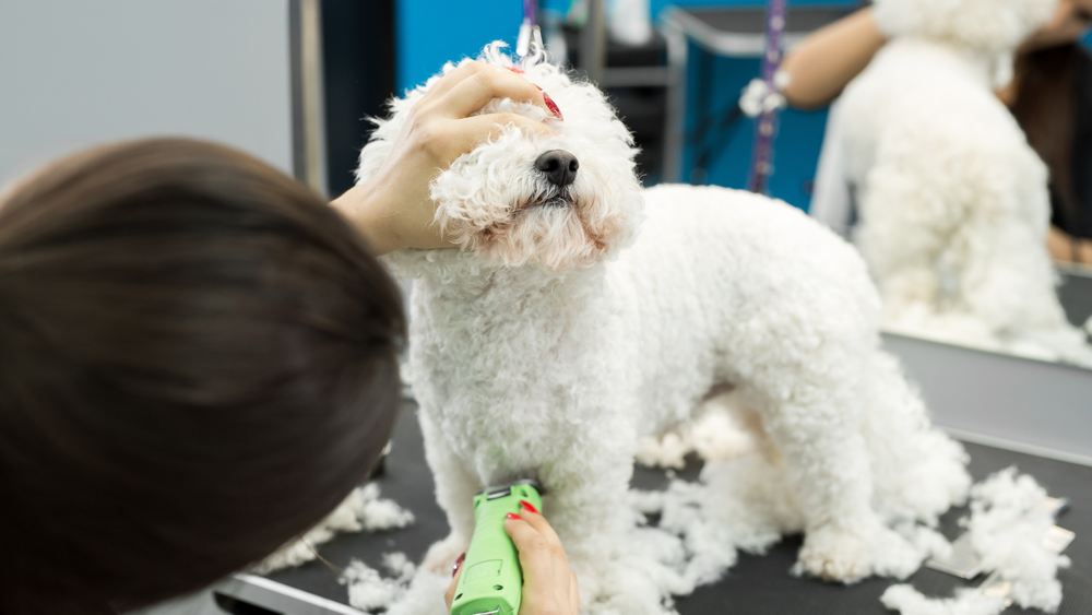 The Importance of Regular Grooming for Urban Dogs: Discover!