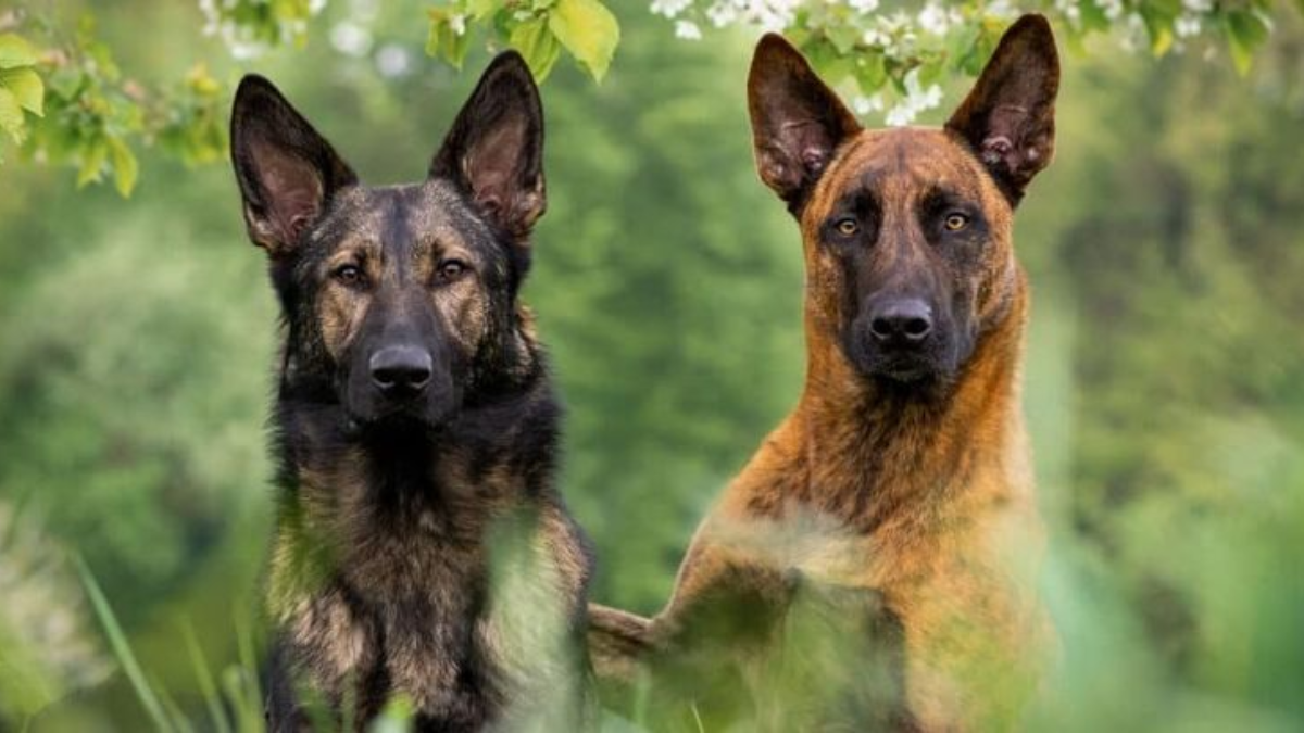 Dutch Shepherd Dog vs Belgian Malinois: Thorough Comparison