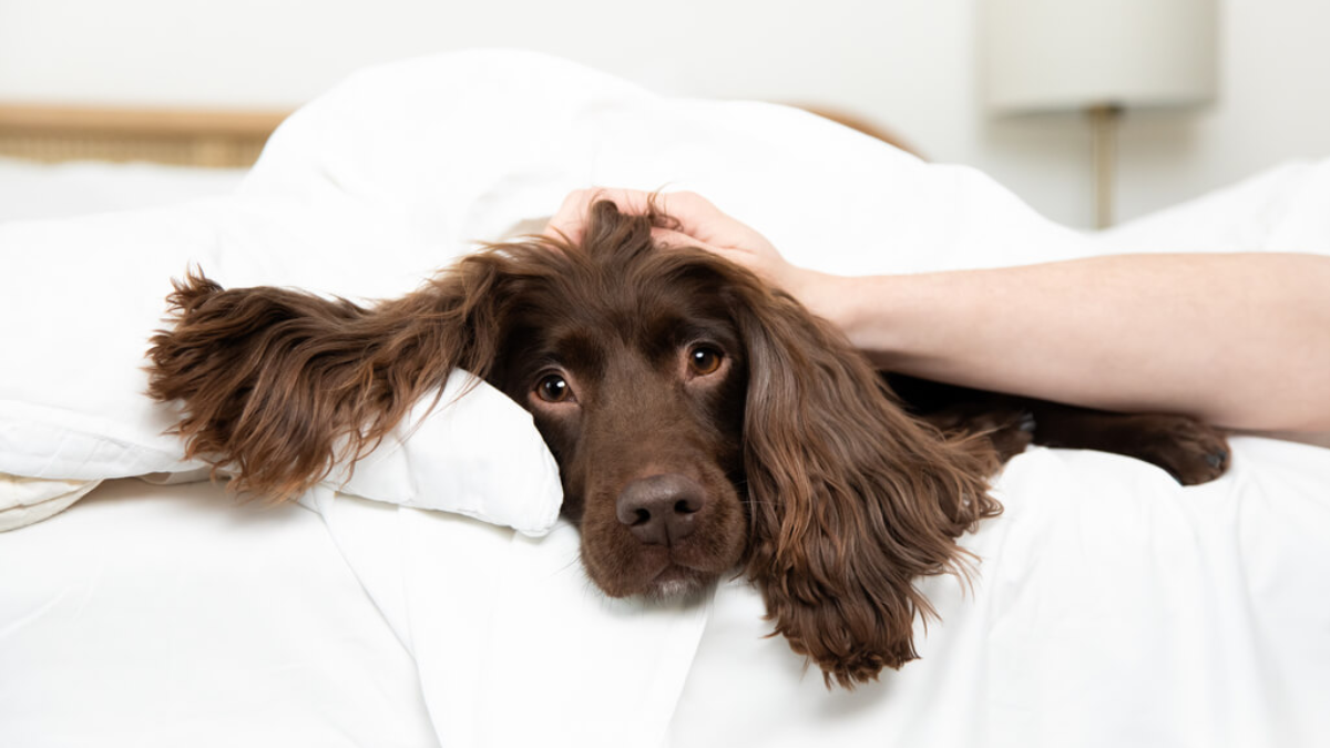 Understanding Your Dog's Sleep Cycle: Stages & Patterns