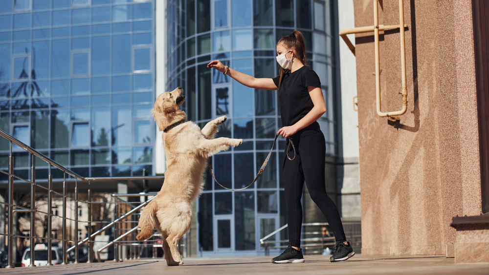 Overcoming Distractions and Fear: Urban Dog Training!