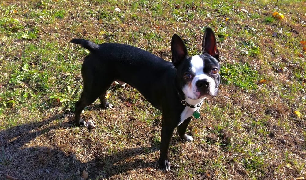 Exploring Dogs With Short Tails: Genetics, Care & Breeds