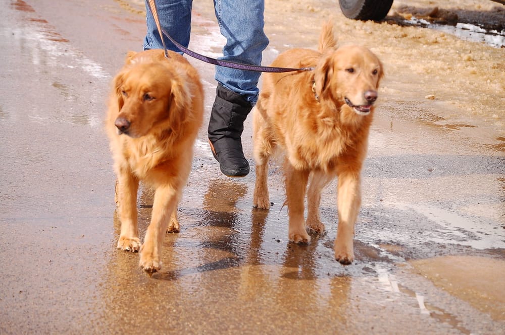 How To Walk Two Dogs at Once: A Guide for Pet Owners