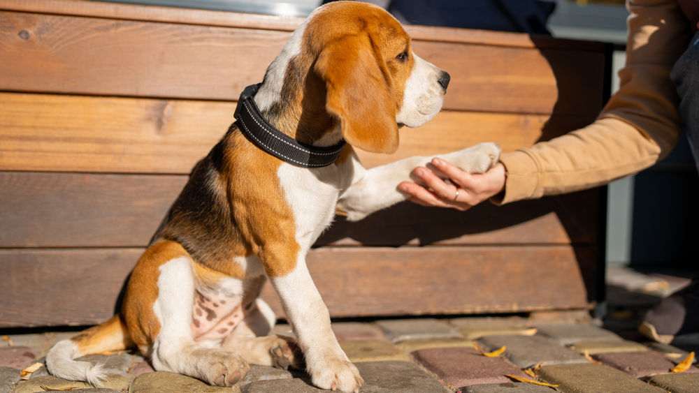 Best Collar for a Beagle Puppy: A Comprehensive Guide!