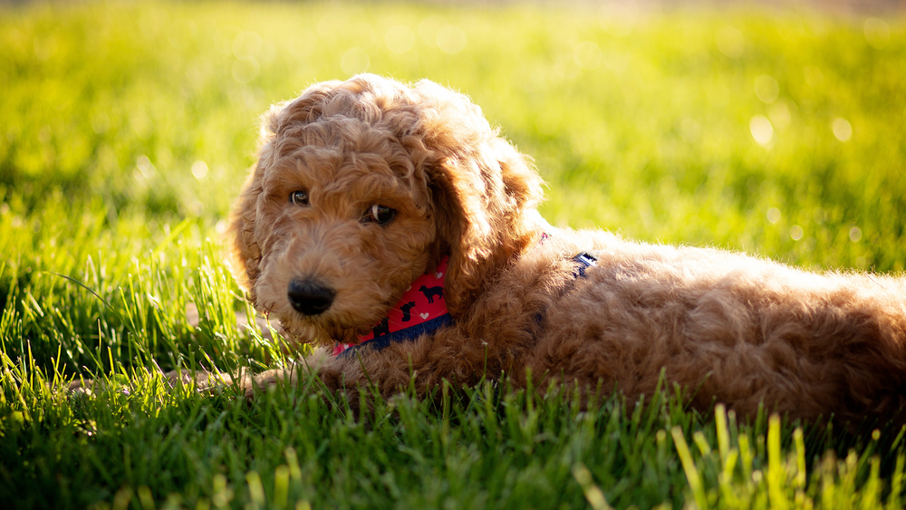 Best Collar for a Goldendoodle Puppy: A Complete Guide!