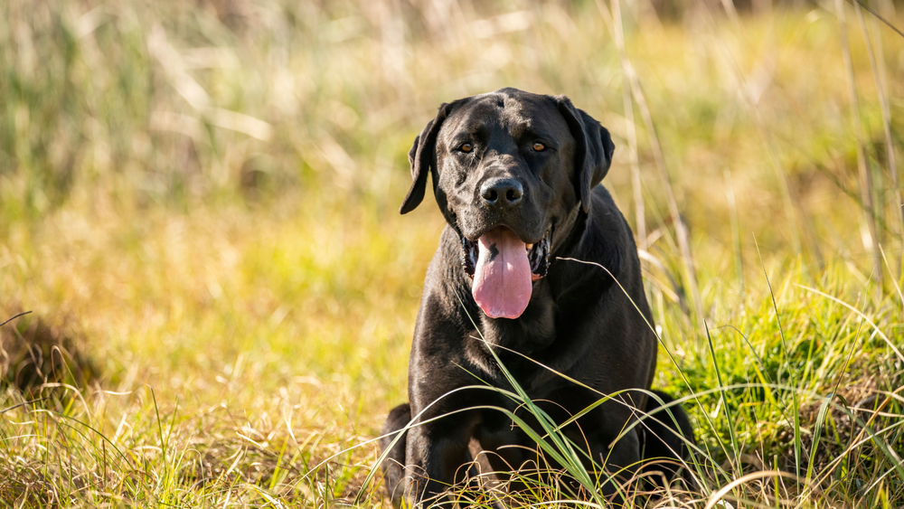 Black Labrador: A Guide to This Popular Dog Breed!