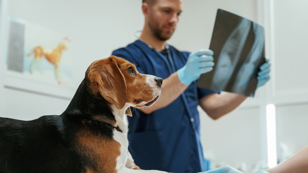 Bone Cancer in Dogs | Symptoms and Treatment