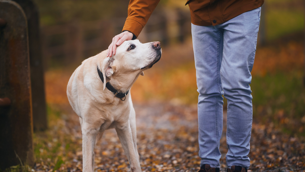 Dog Breeds That Love Long Walks! Explore Our Guide!