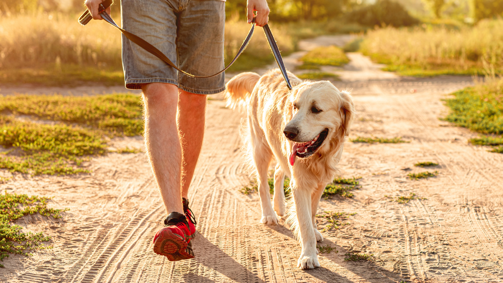 Dog Breeds That Love Long Walks! Explore Our Guide!