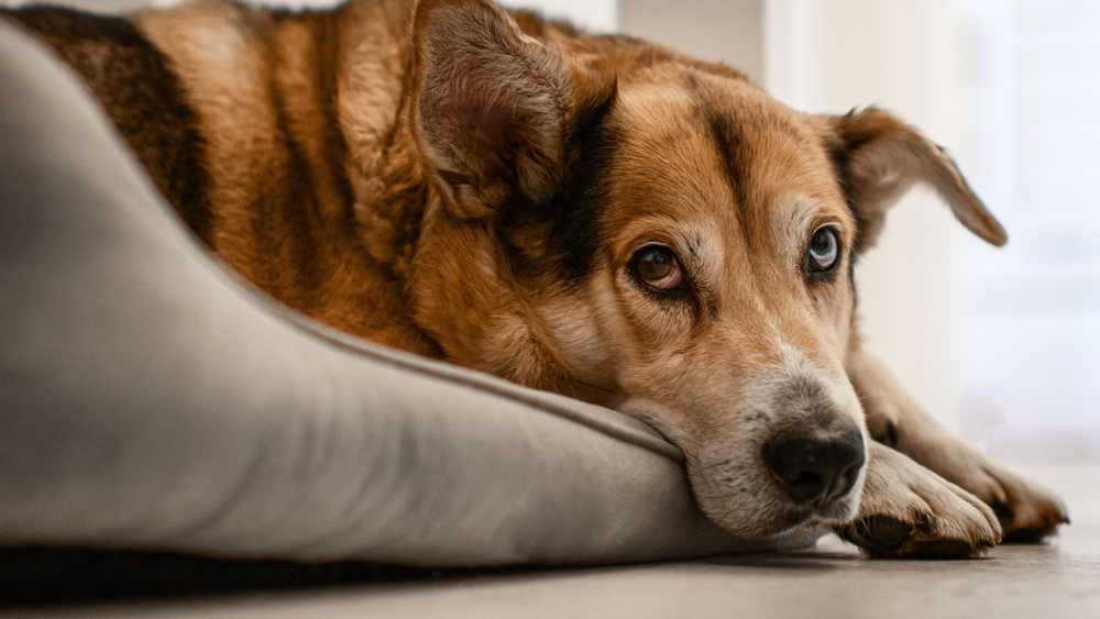 12 Critical Dog Emergency Signs Every Pet Owner Must Know