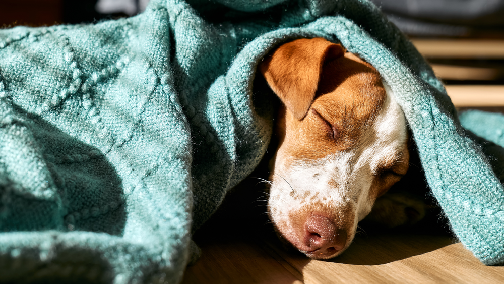 12 Critical Dog Emergency Signs Every Pet Owner Must Know