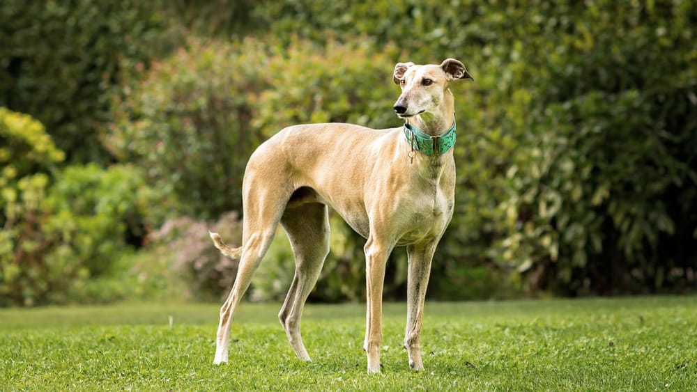 The Galgo Breed: History, Characteristics And Care