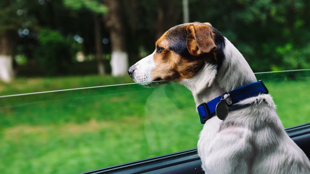 Microchips vs. GPS Trackers: Which is Perfect for Your Dog?