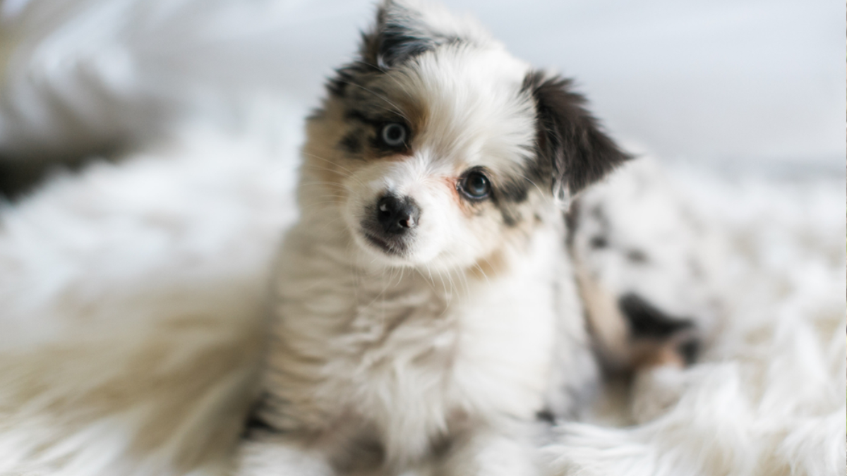 Mini Aussiedoodle: The Ideal Family Pet for Active Homes