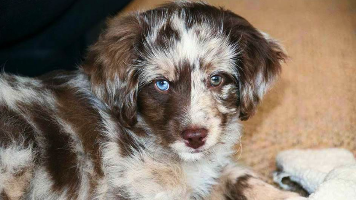 Mini Aussiedoodle: The Ideal Family Pet for Active Homes