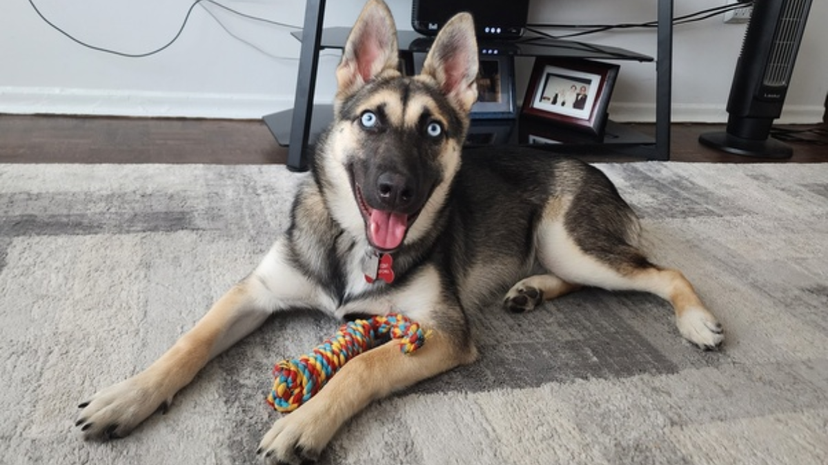 German Shepherd Husky Mix: Traits, Care, and Training Guide