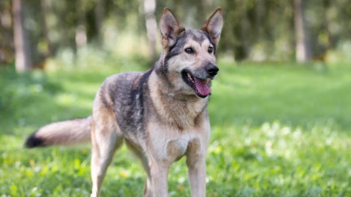 German Shepherd Husky Mix: Traits, Care, and Training Guide
