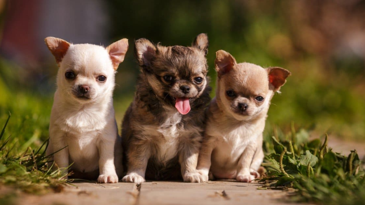 Applehead Chihuahua: Revealing Breed's Special Traits