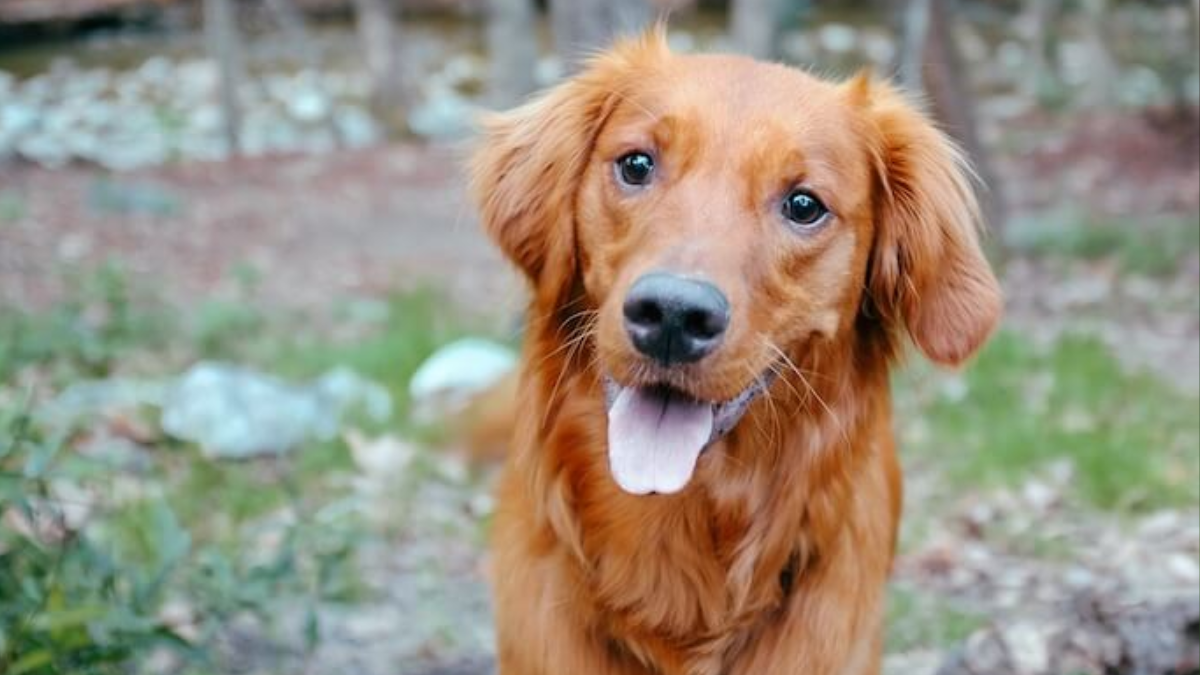 Red Golden Retriever Care: Tips for a Healthy, Happy Dog