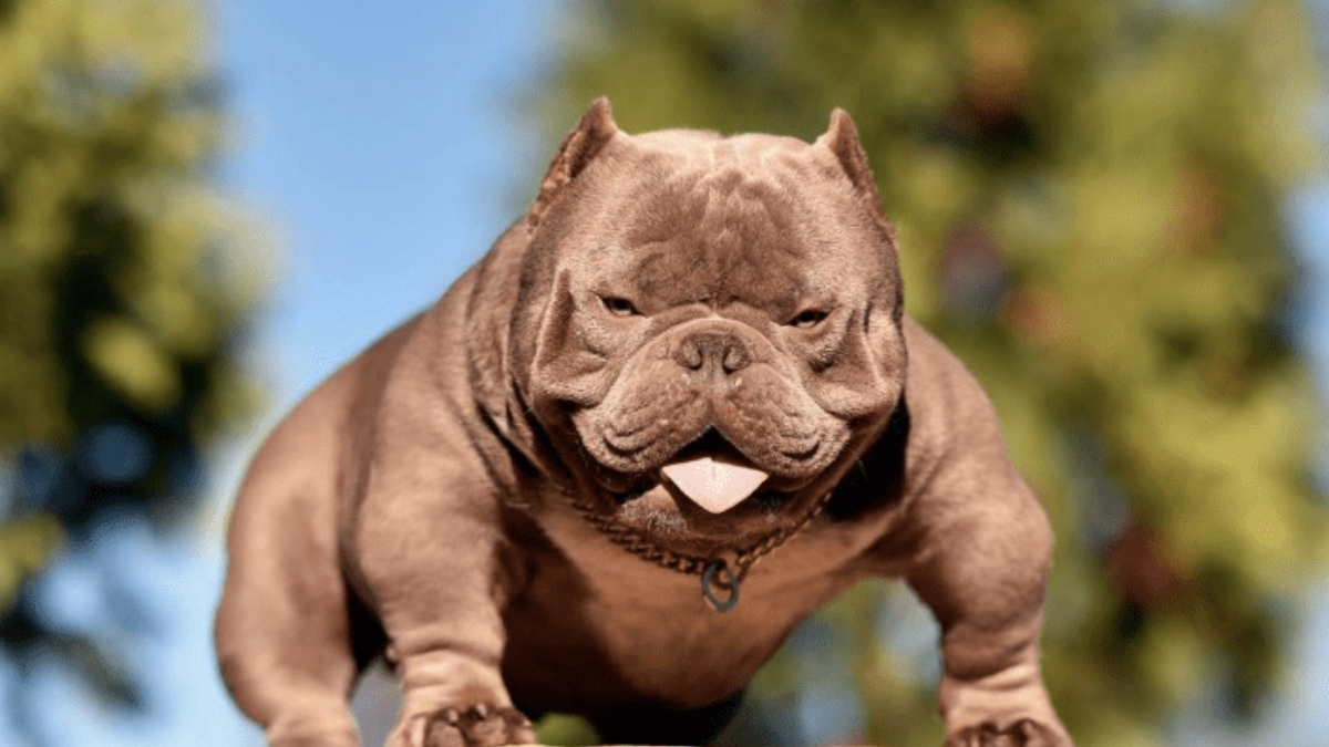 Exotic Bully Breeds: Knowing Their Traits and Care