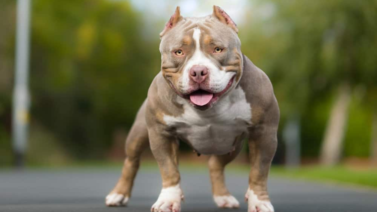 Exotic Bully Breeds: Knowing Their Traits and Care