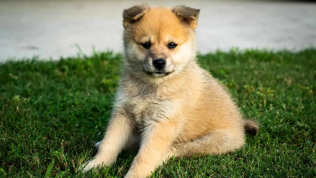 Teddy Bear Dog Breeds: Adorable Companions Revealed