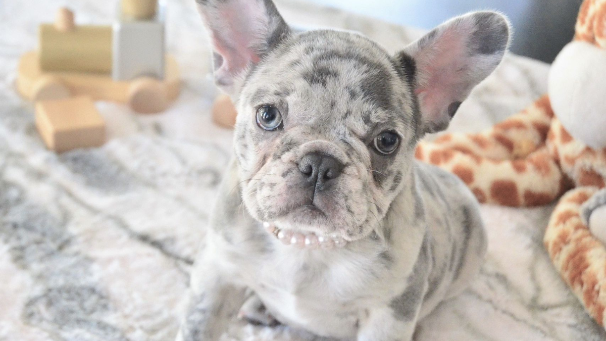 Merle French Bulldog: Exploring Unique Coat Patterns
