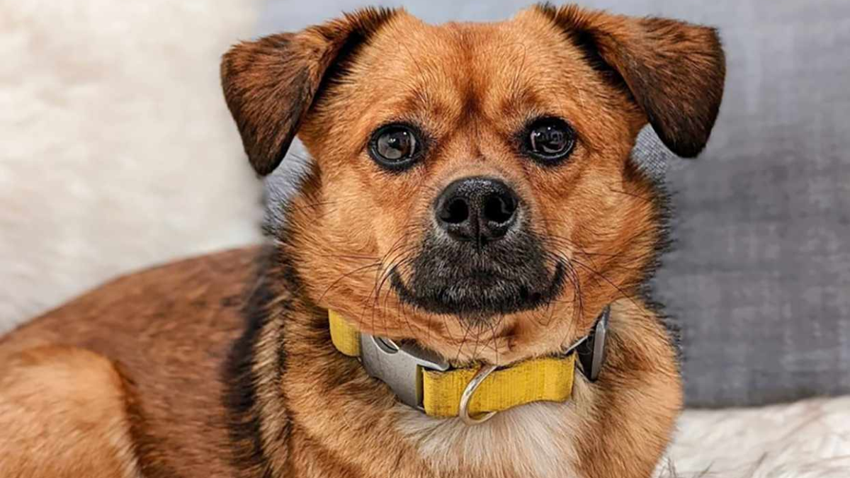 Dorgi Breed Overview: Characteristics, Care, and History