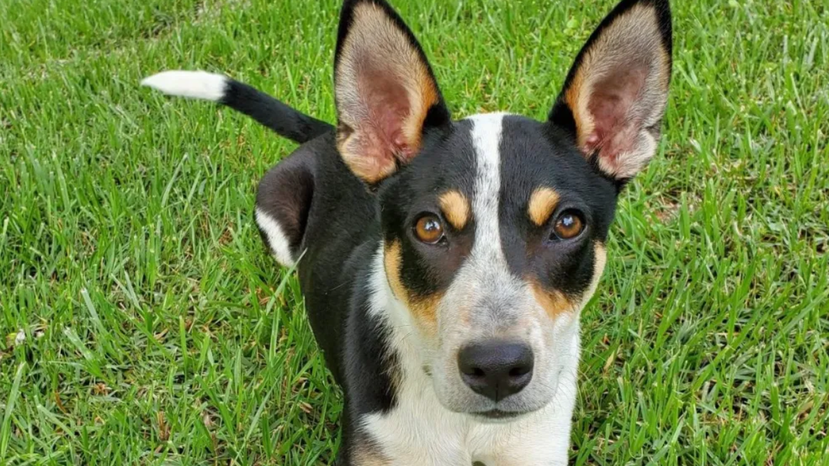 Feist Dog Breed: Characteristics and Care Essentials