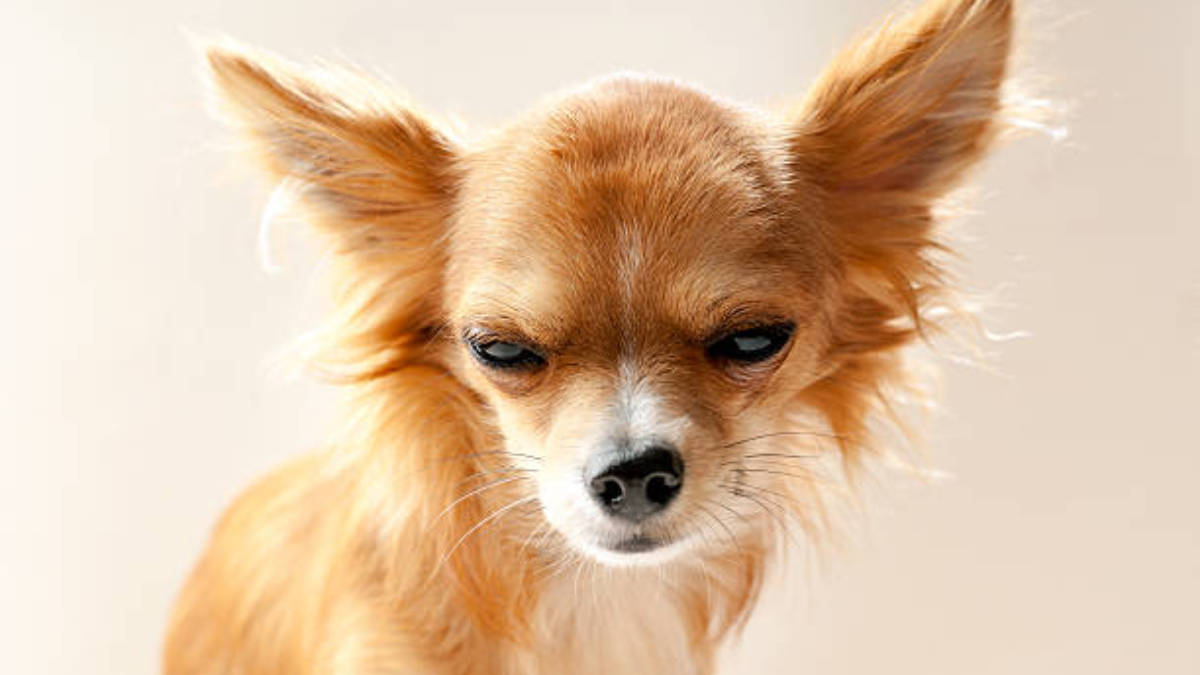 Best Small Brown Dog Breeds: Cute & Cuddly Companions!