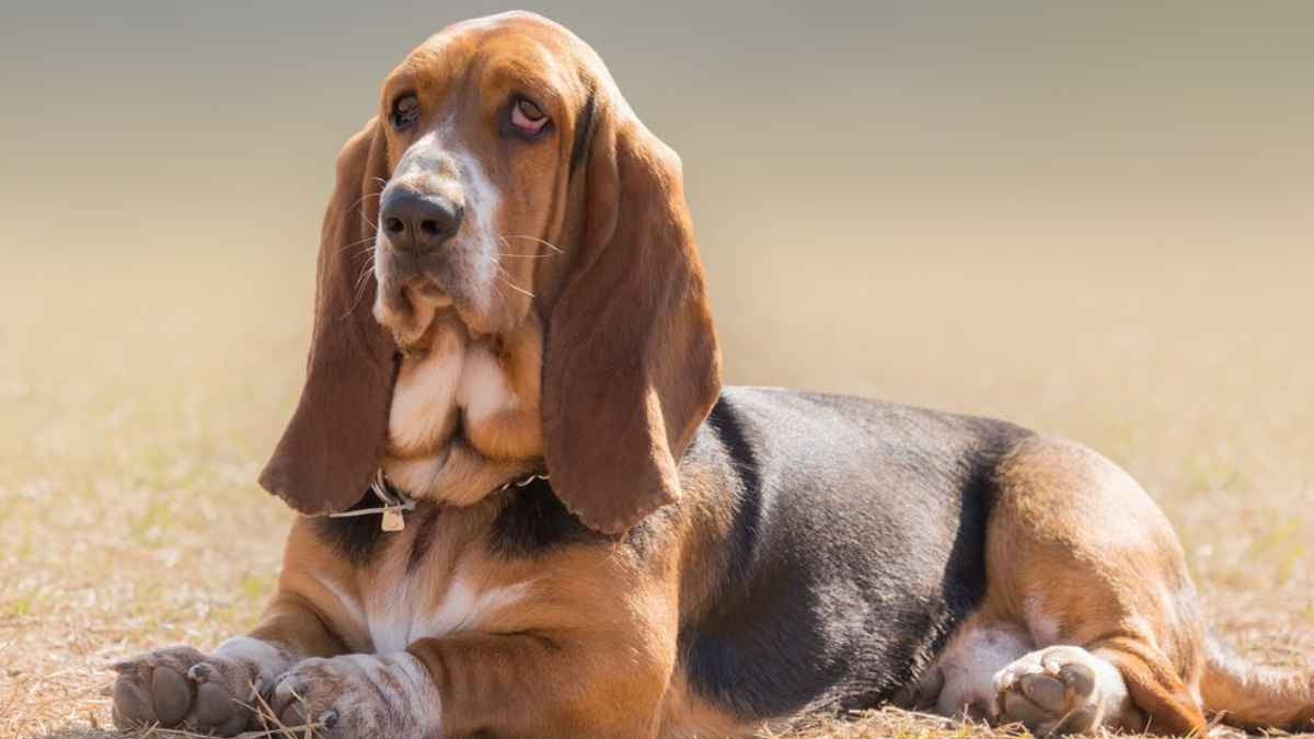 Best Floppy-Eared Dog Breeds: 10 Cutest Droop-Ear Breeds