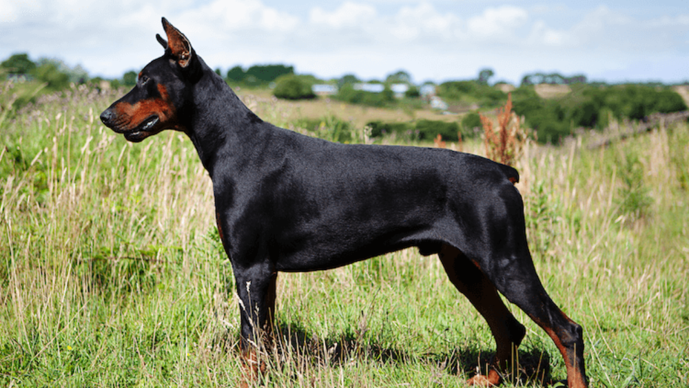 Best Docked-Tail Dog Breeds: Top Picks for Tailless Canines