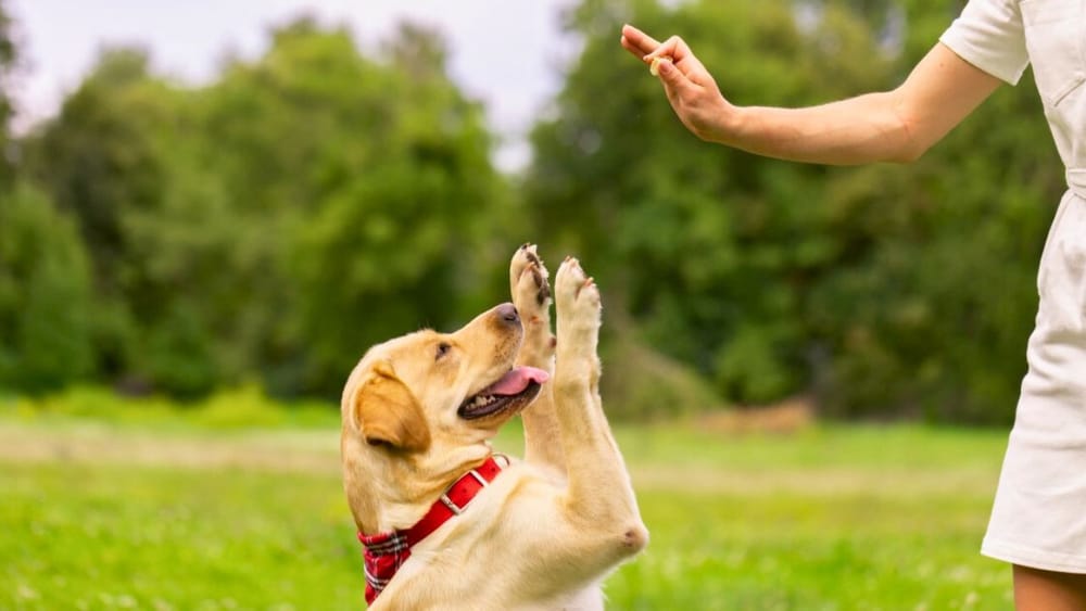 Dog Hand Signals: Effective Communication Guide