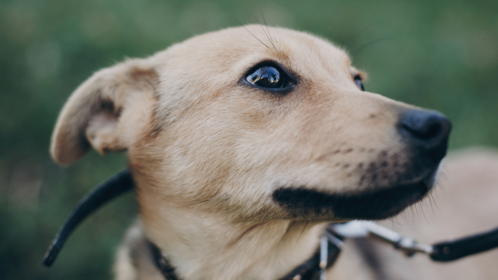 Dog Side Eye: Decoding Your Canine’s Sassy Look