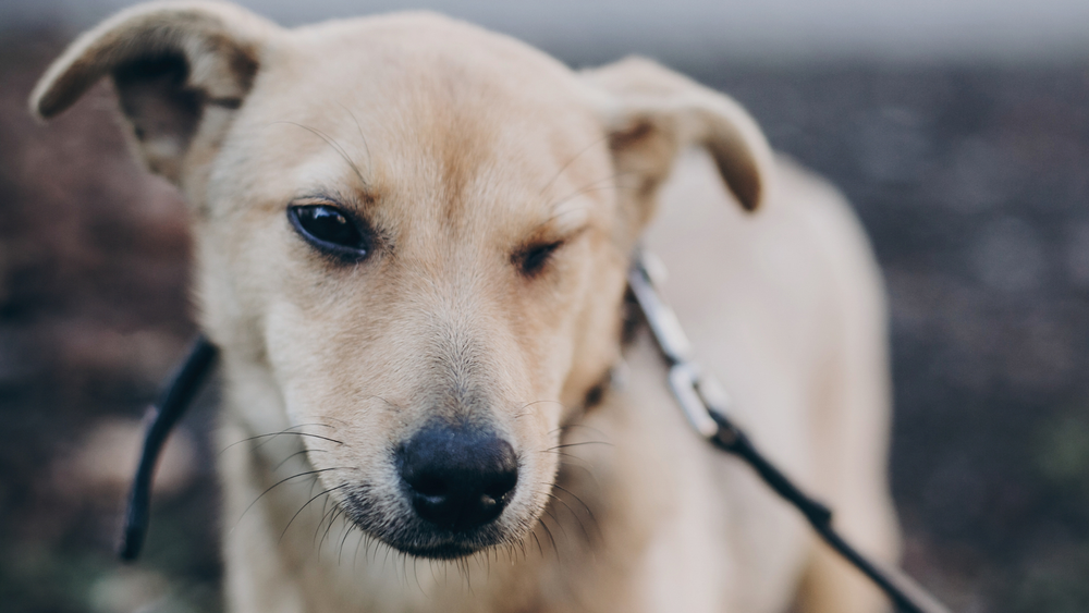 Dog Side Eye: Decoding Your Canine’s Sassy Look